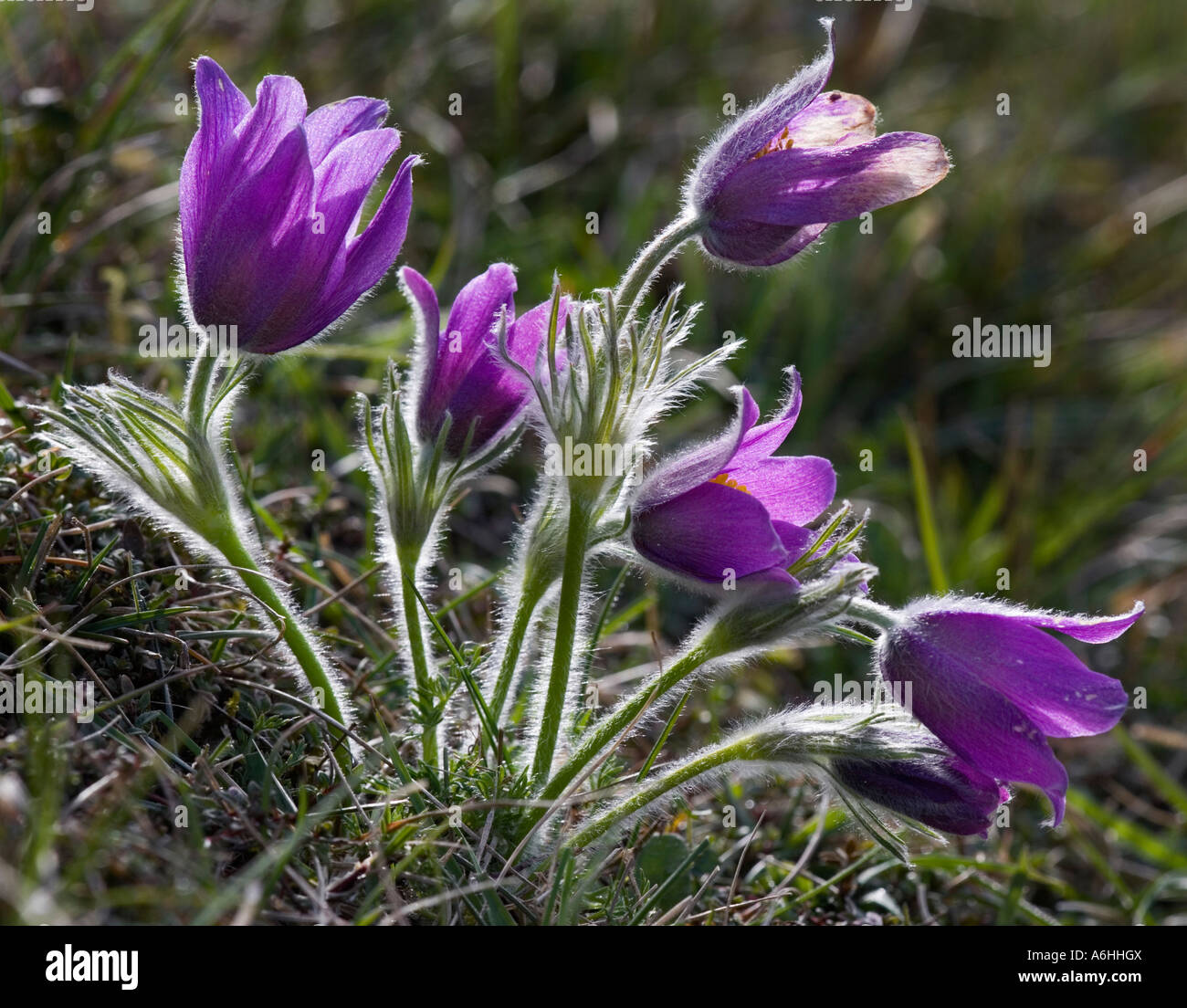 Pasque Flower Pulsatilla vulgaris backlit growing on therfield heath ...