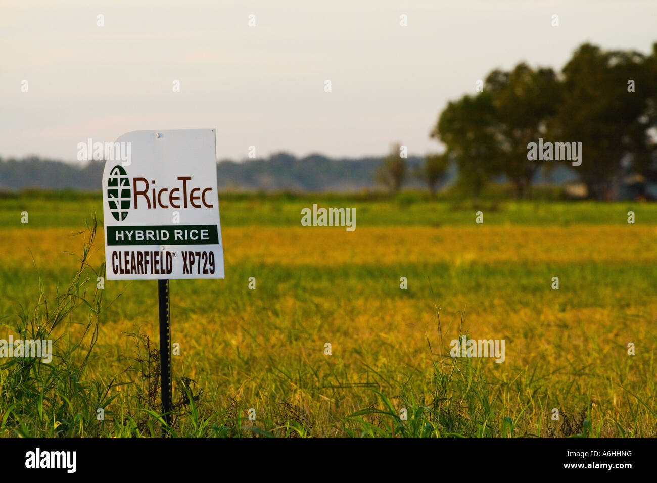 Hybrid rice CLEARFIELD XP729 by RiceTec. Experimental planting Stock ...