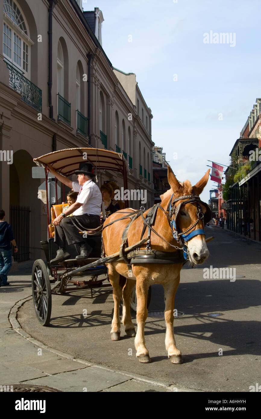 Mule carriage hi-res stock photography and images - Alamy