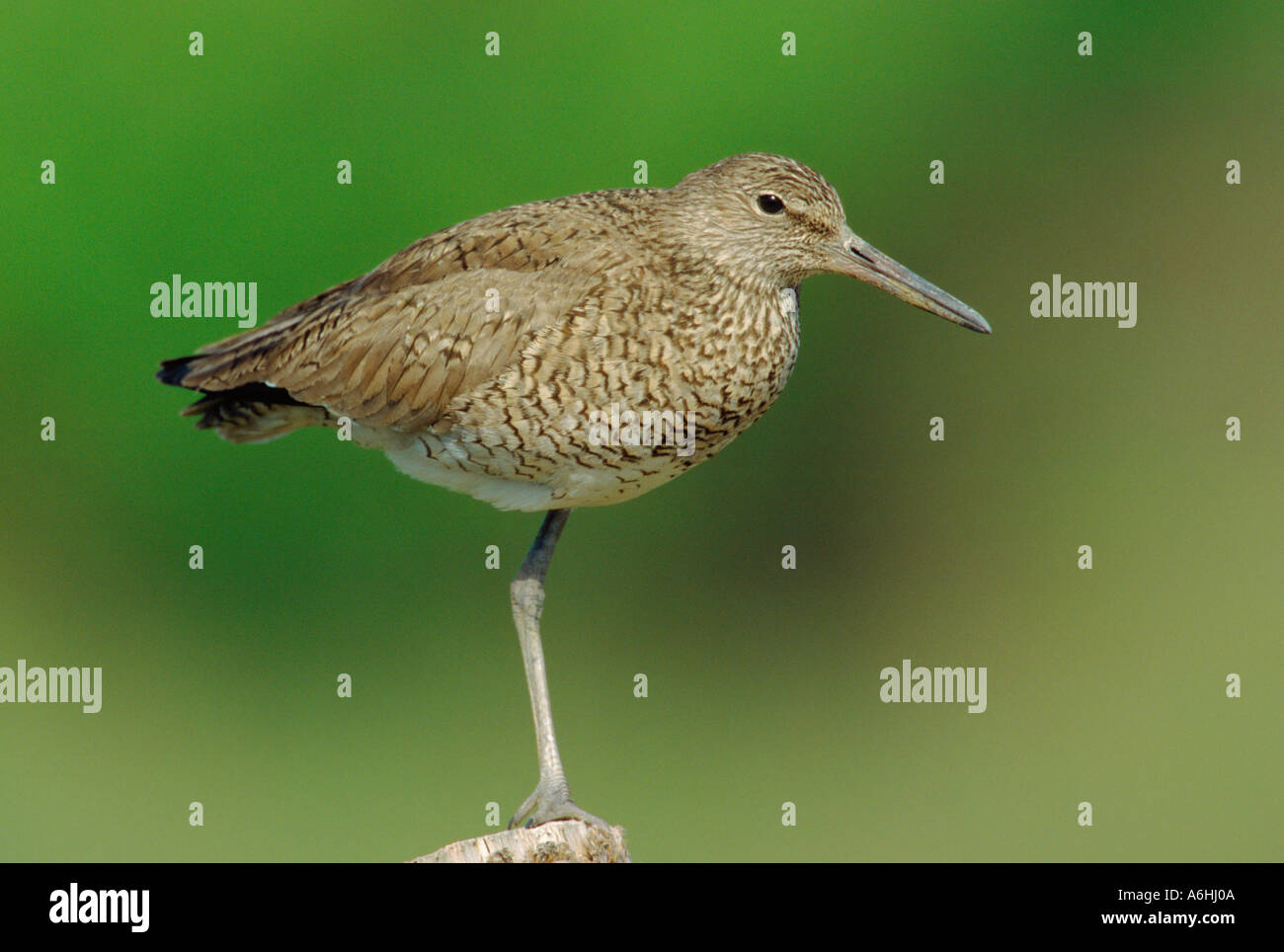 Birds standing on one leg hi-res stock photography and images - Alamy