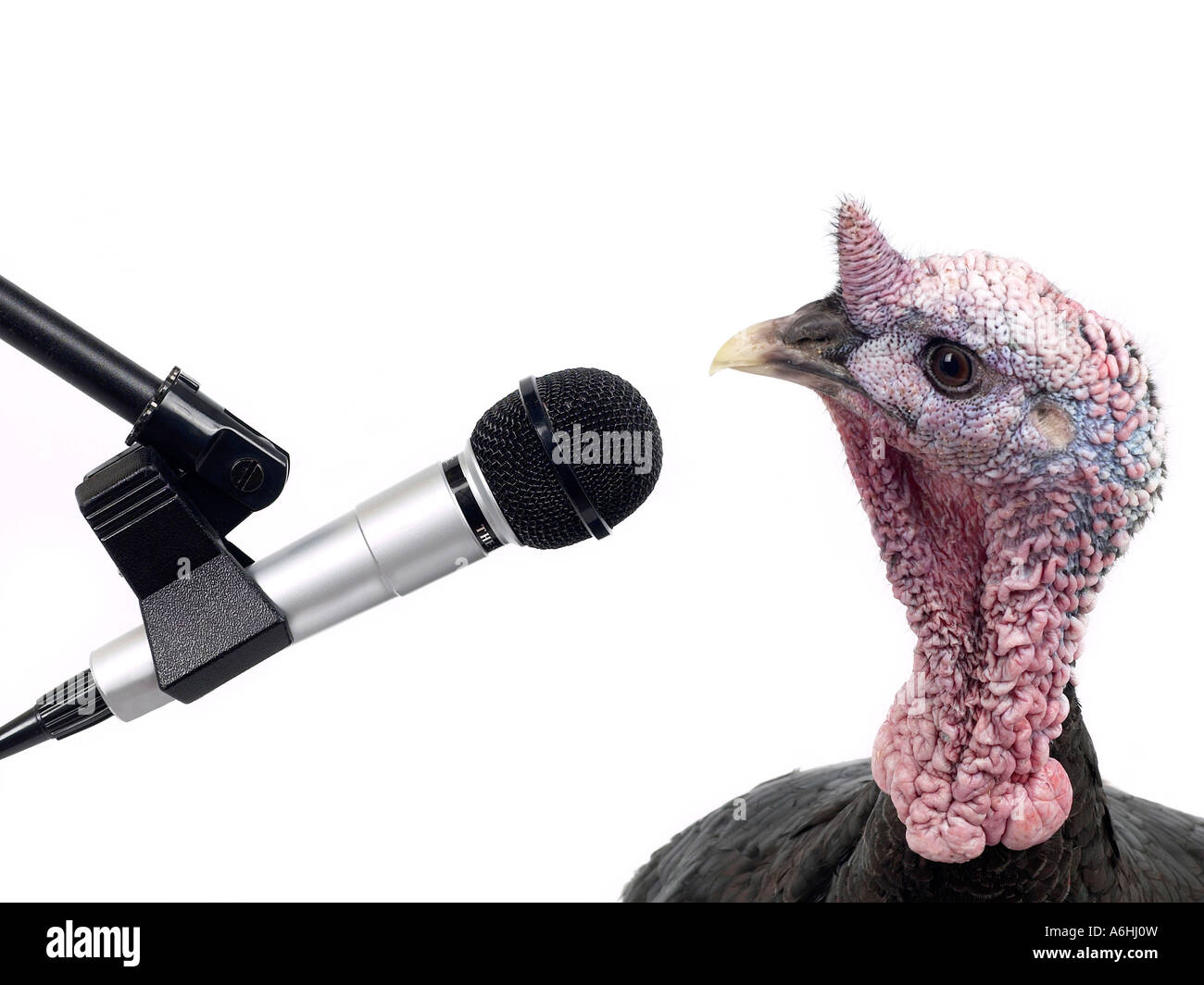 A turkey with a microphone - talking turkey Stock Photo - Alamy