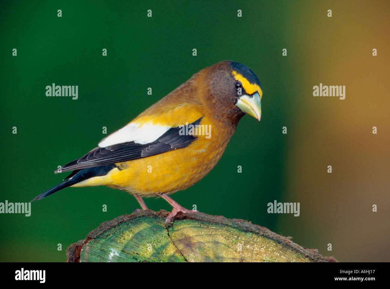 Male evening grosbeaks hi-res stock photography and images - Alamy