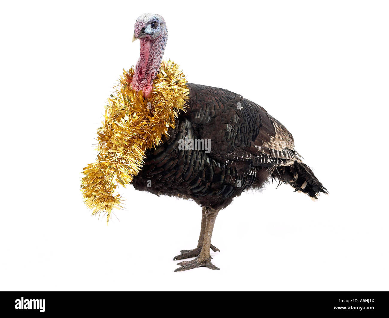 Quirky turkey hi-res stock photography and images - Alamy