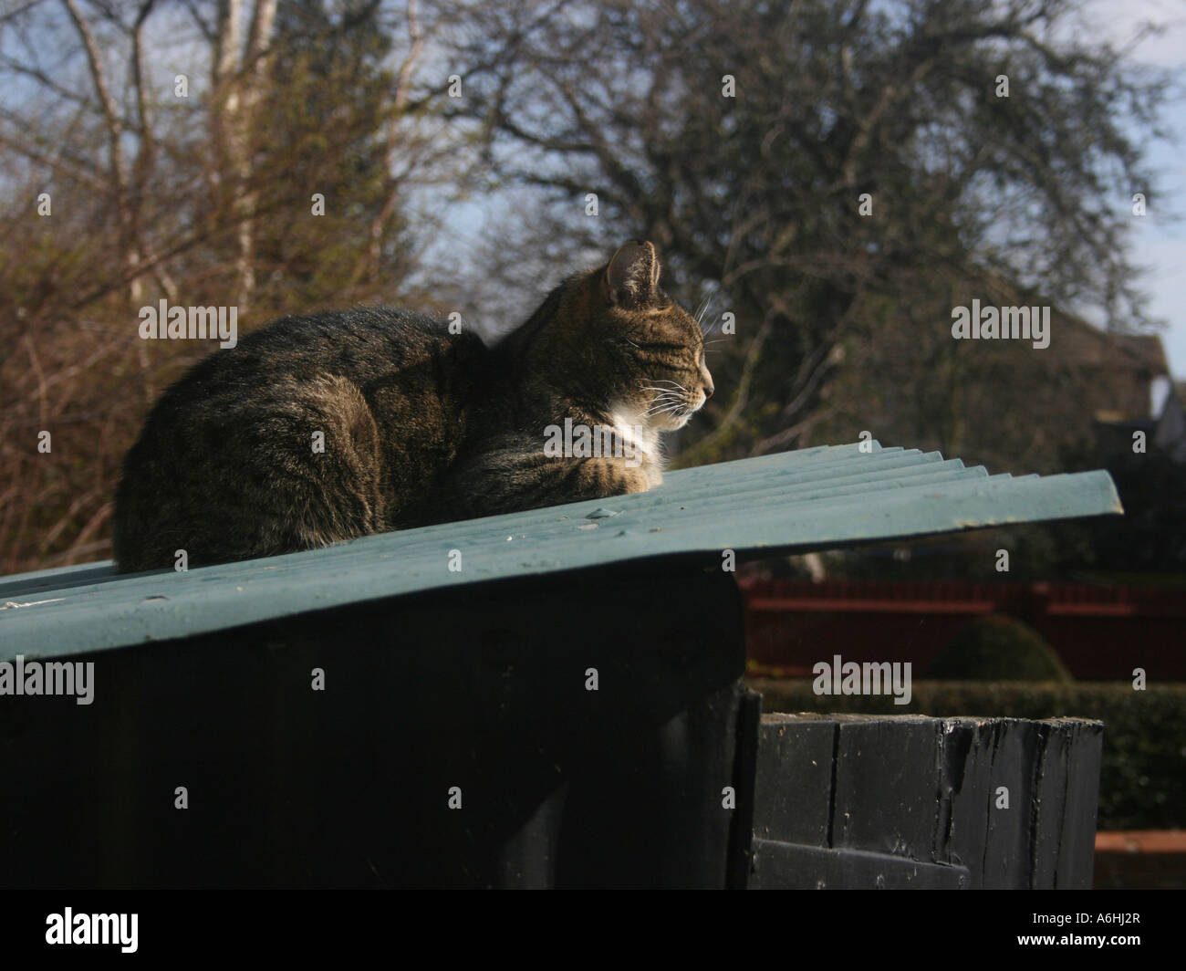Cat on a hot tin roof hi-res stock photography and images - Alamy