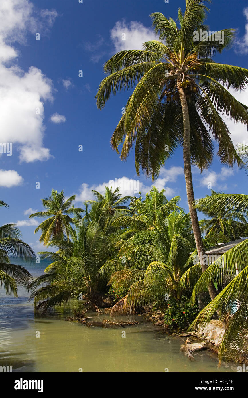 Indian River Portsmouth City Dominica Lesser Antilles Windward Islands ...