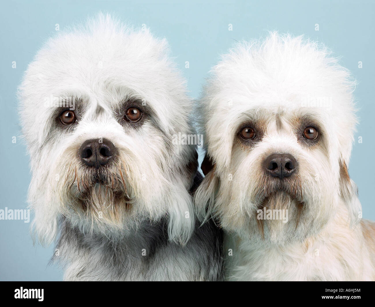A male and female pair of dandie dinmont terriers Stock Photo - Alamy