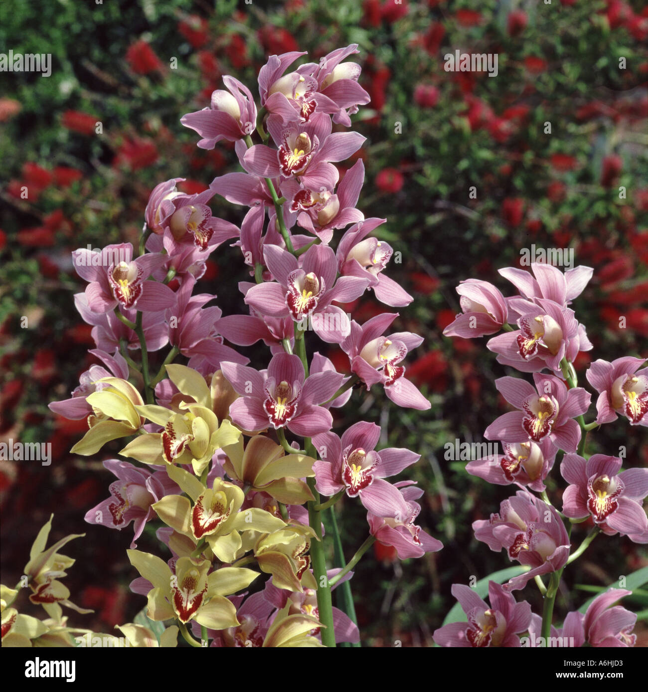 Madeira orchids hi-res stock photography and images - Alamy