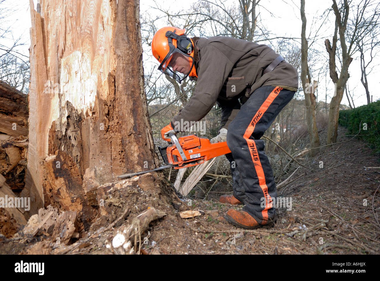 Man cutting tree logs with chainsaw Stock Photo - Alamy