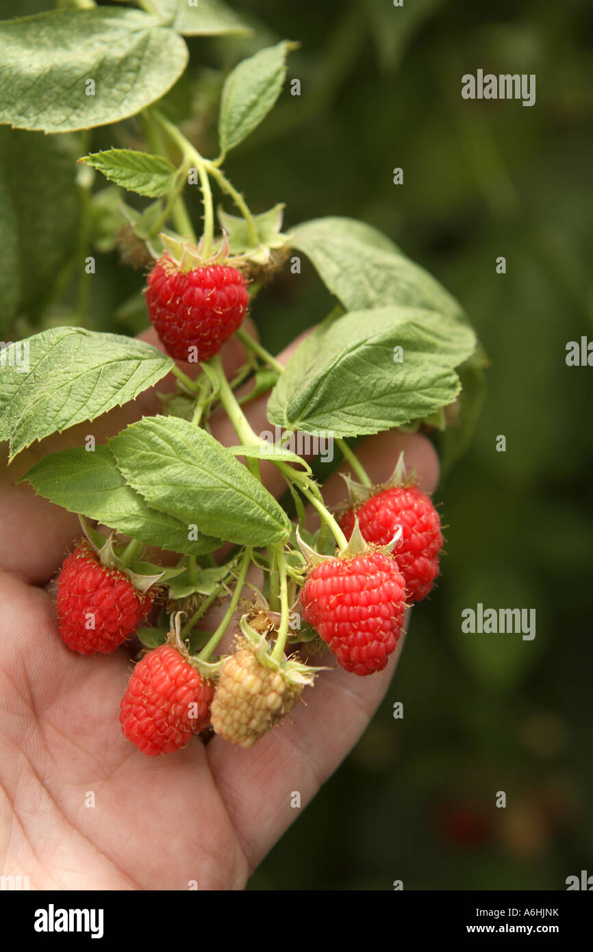 Hand holding Raspberries Stock Photo - Alamy