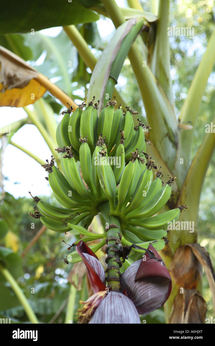 Bunch of Bananas hanging from tree Stock Photo - Alamy