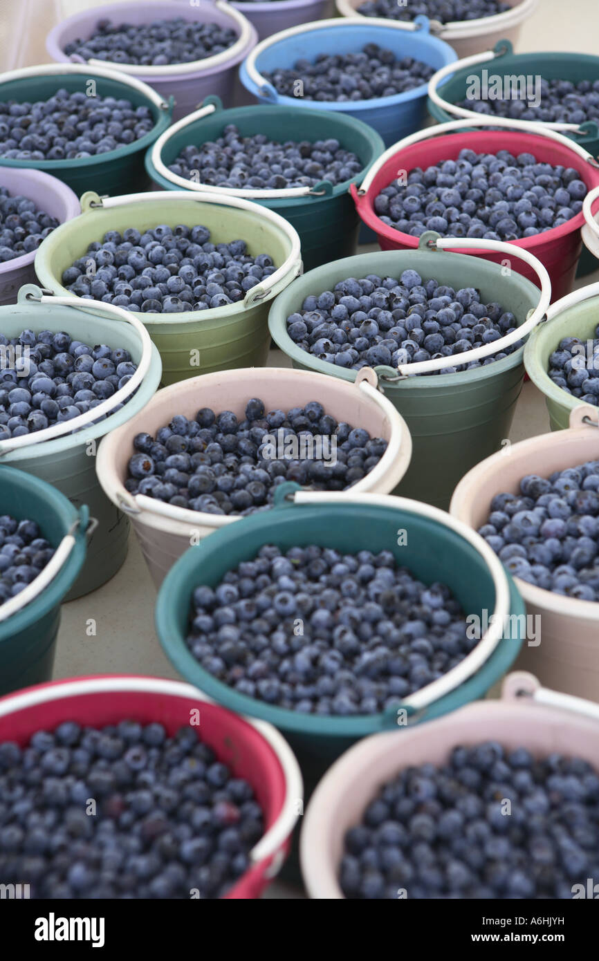 Bucket of Blueberries Stock Photo - Alamy