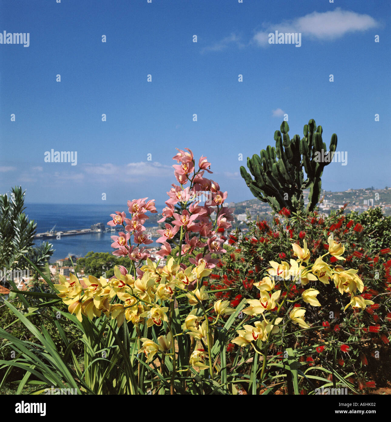 Madeira garden orchid hi-res stock photography and images - Alamy