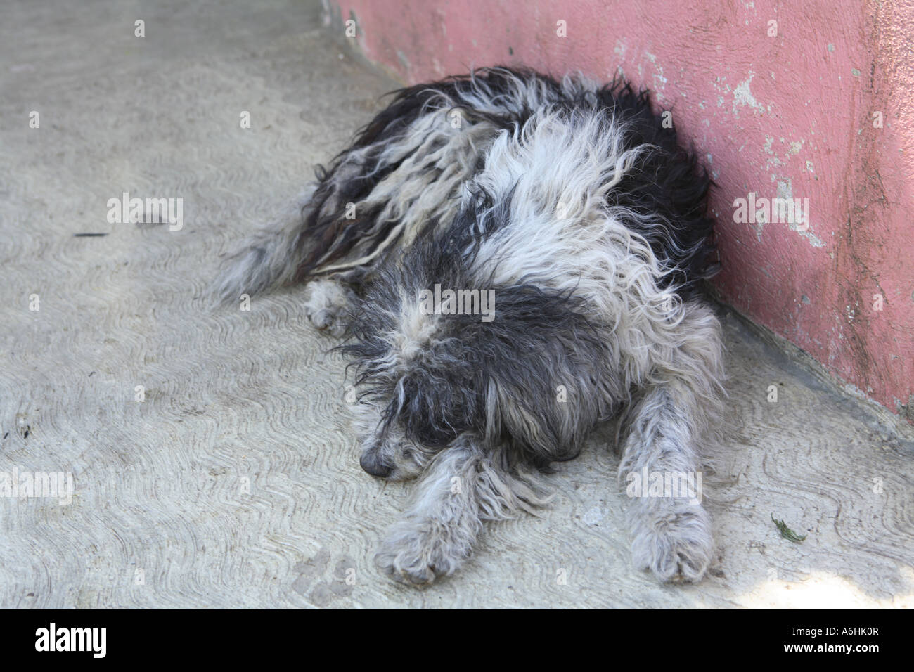 Mexican stray dog hi-res stock photography and images - Alamy