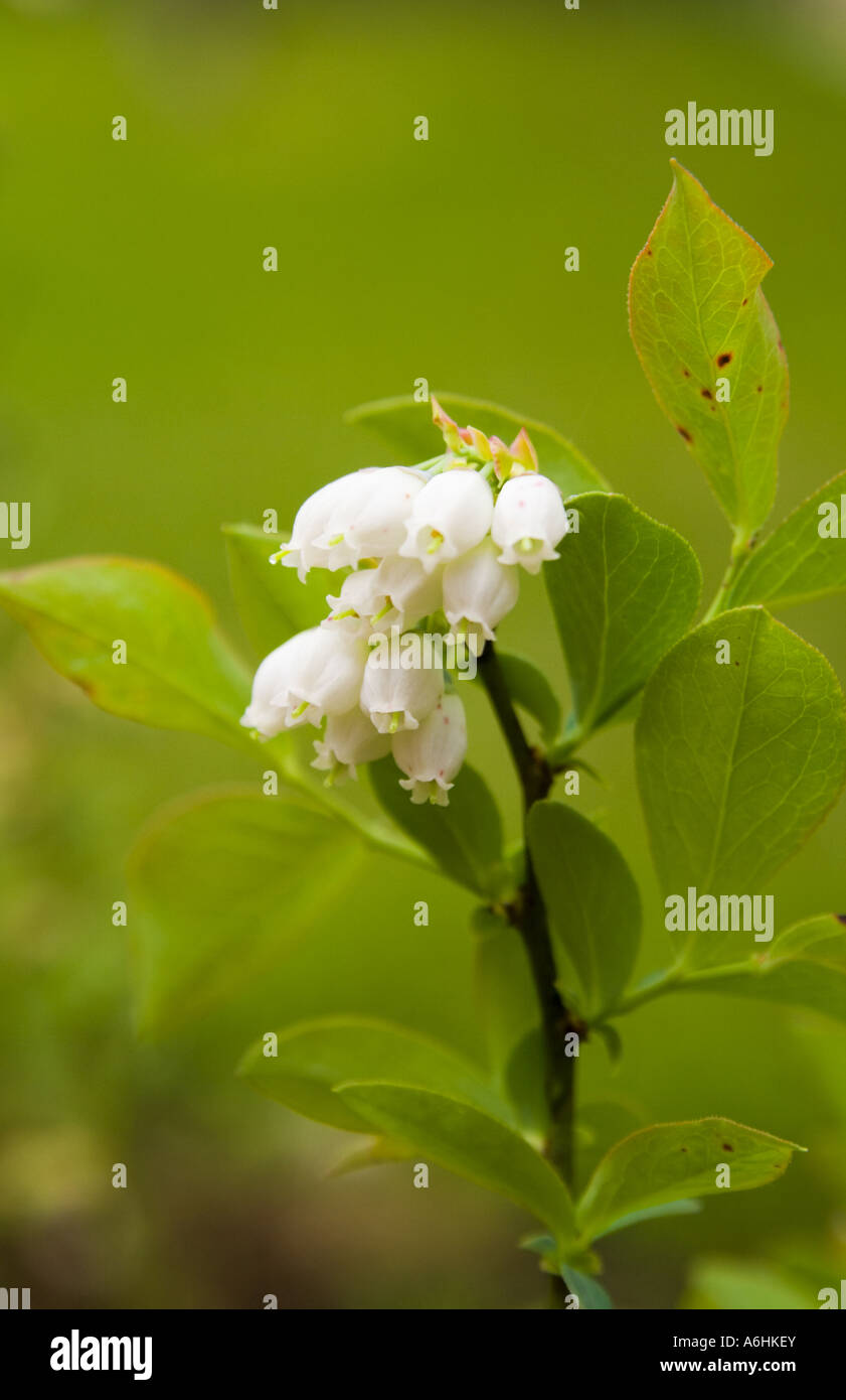 Blueberry blossom cultivation hi-res stock photography and images - Alamy