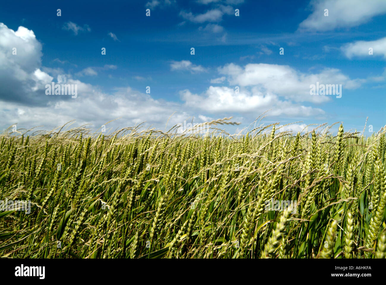 Wheat field.Besser.Samso Island.Denmark Stock Photo - Alamy