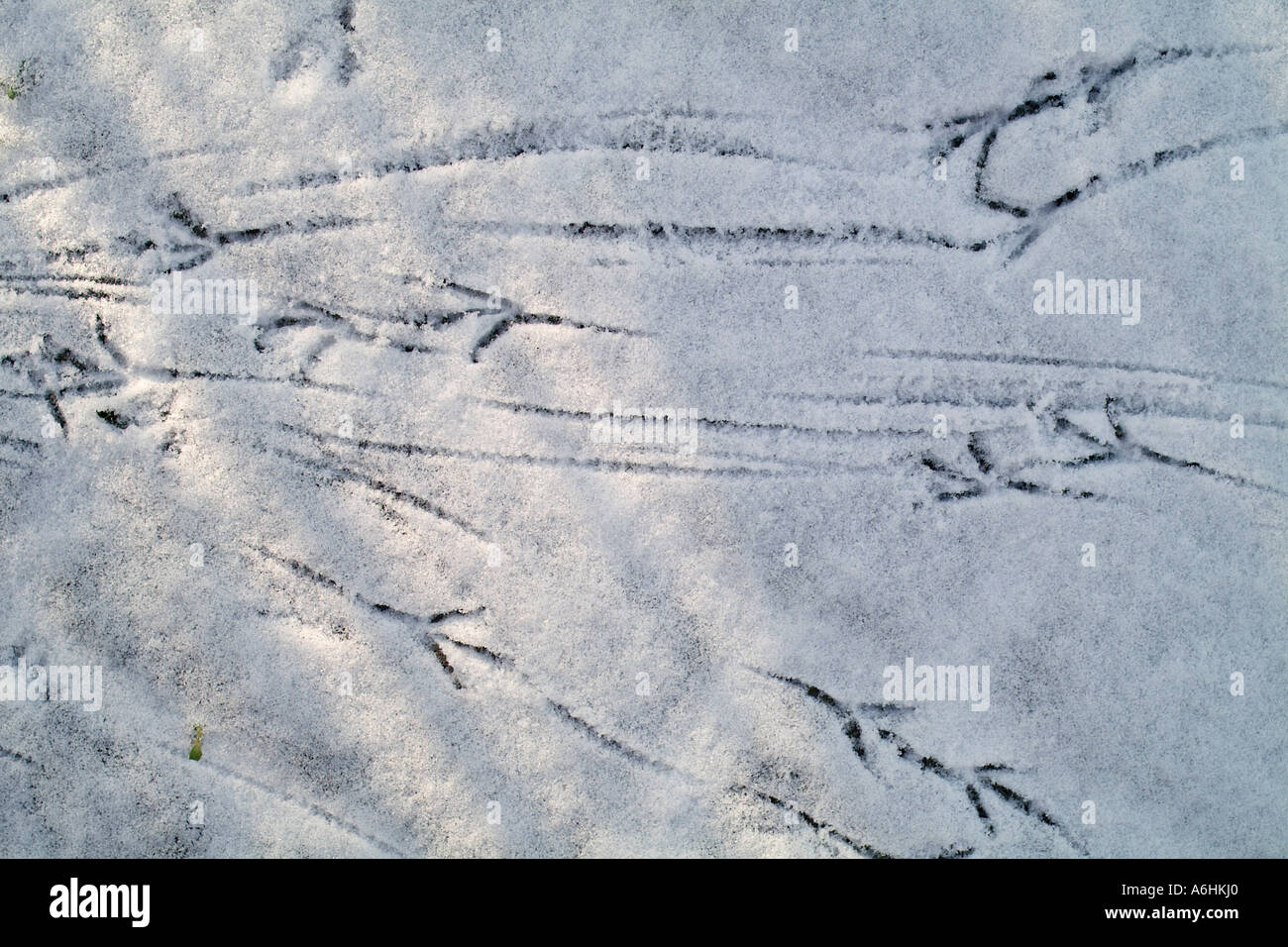 Track in the snow Stock Photo - Alamy