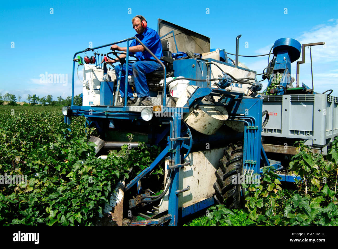 Berry harvester hi-res stock photography and images - Alamy