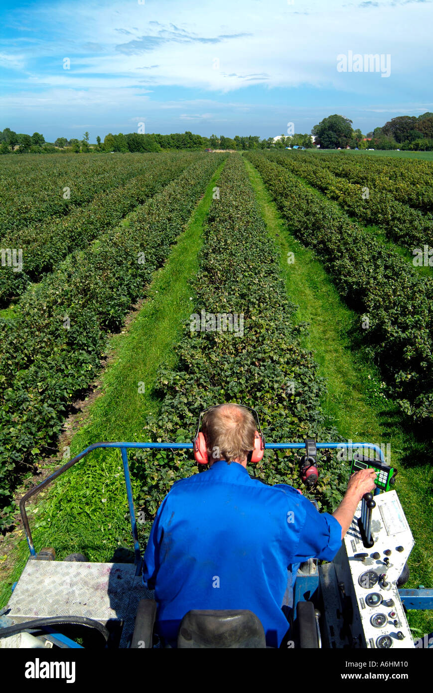 Berry harvester hi-res stock photography and images - Alamy