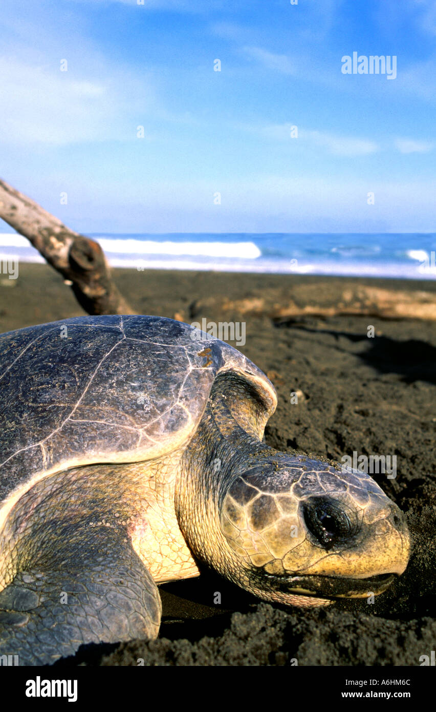 Olive ridley turtle arribada hi-res stock photography and images - Alamy