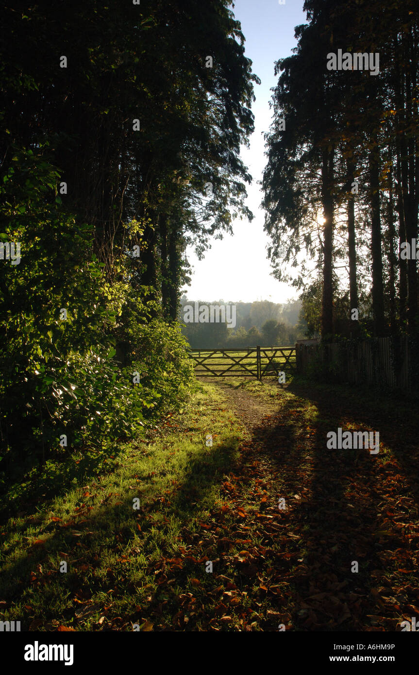 Track leading to a typical English country meadow Stock Photo - Alamy