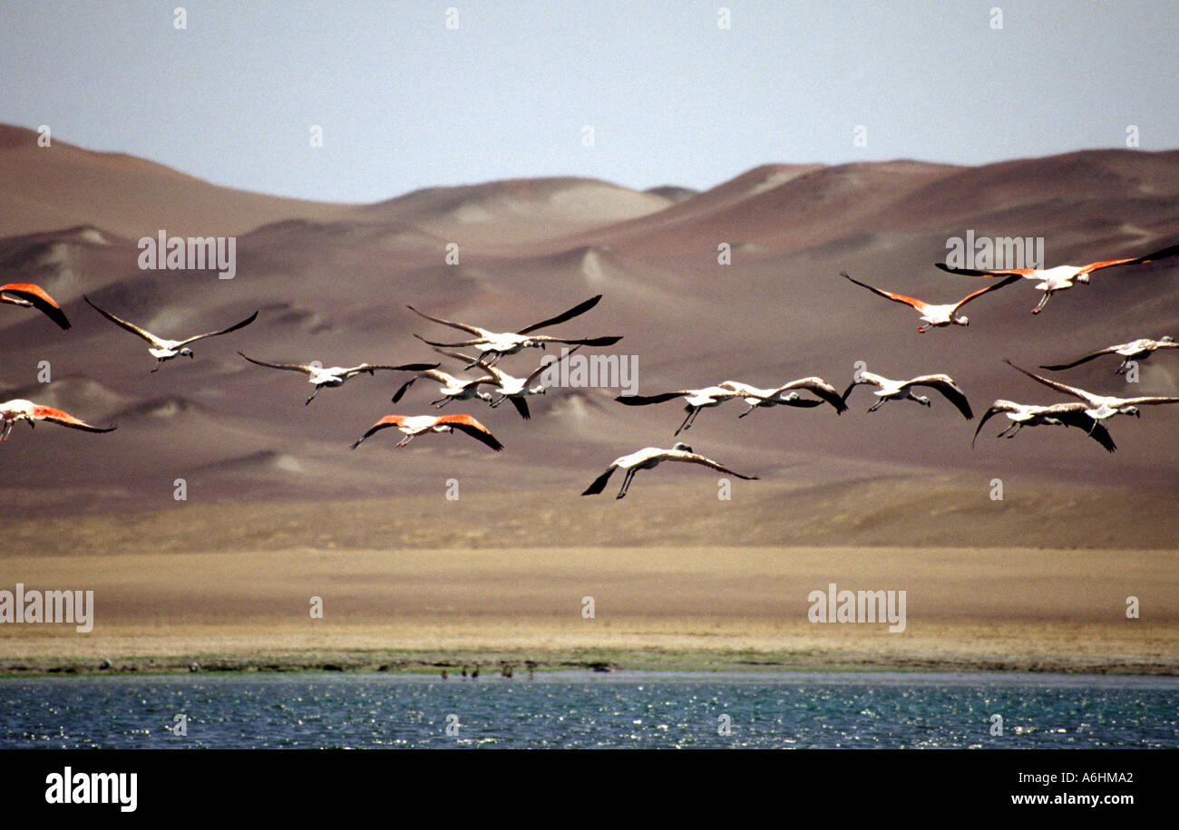 Flamingos flying.Paracas National Reserve.Unesco World Heritage Site ...