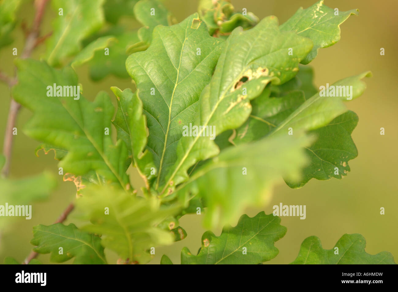 Close up of oak leaves Stock Photo - Alamy
