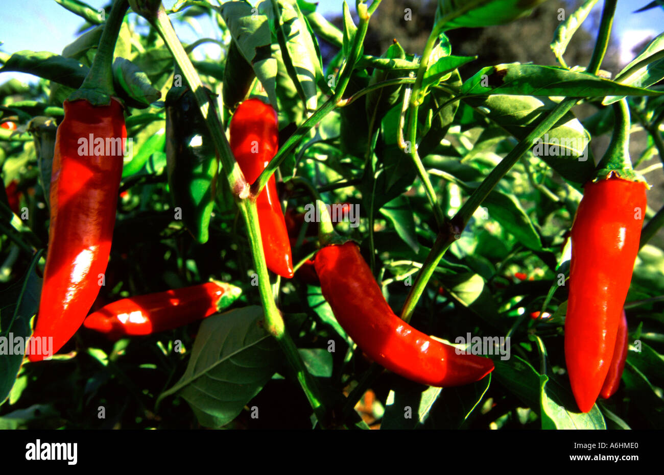 Red chili pepper.Guadalajara.Mexico Stock Photo - Alamy