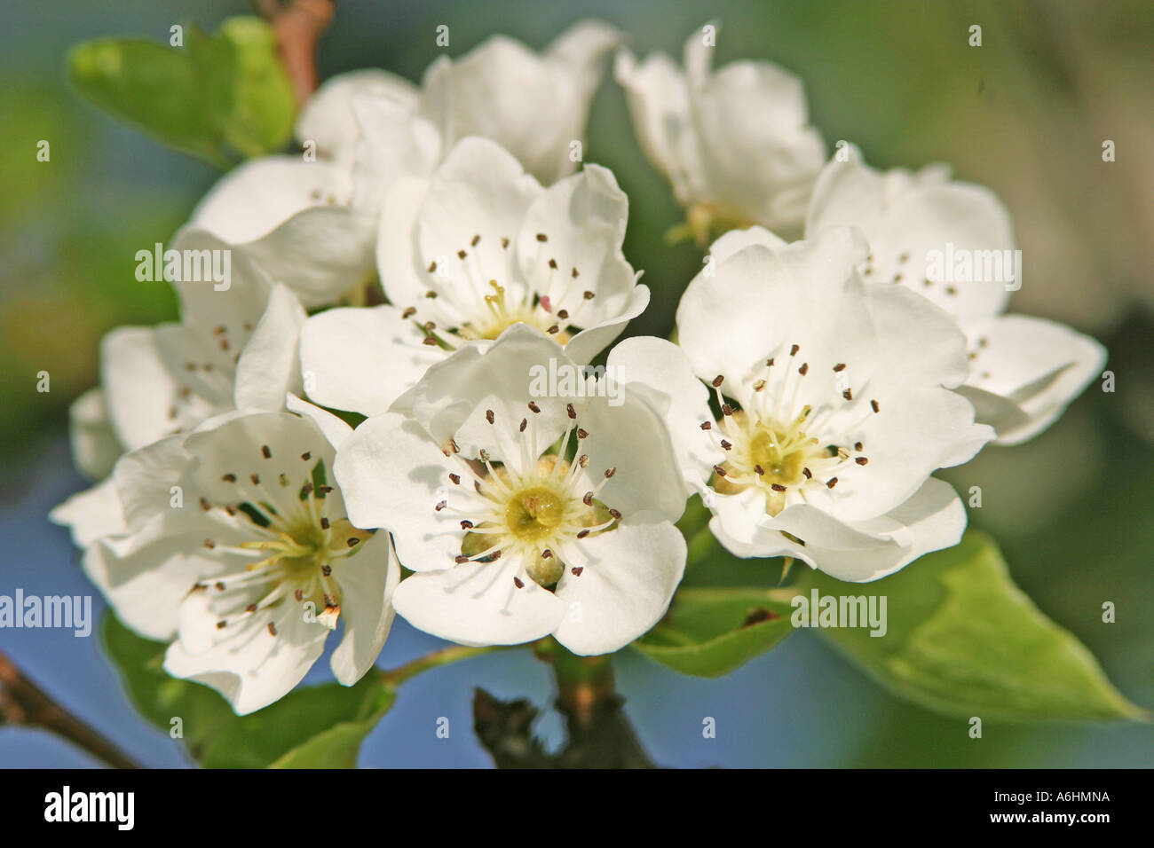 A pear tree hi-res stock photography and images - Alamy
