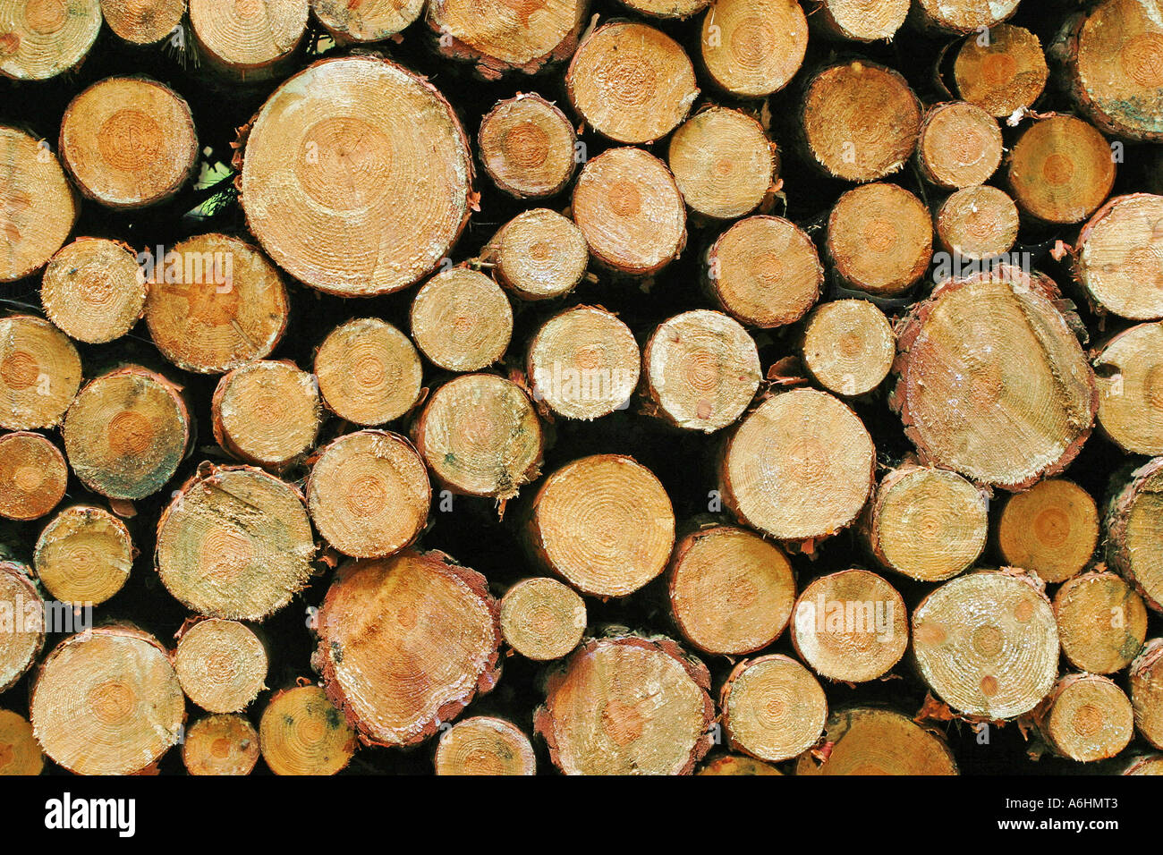 Stacked tree trunks Stock Photo - Alamy