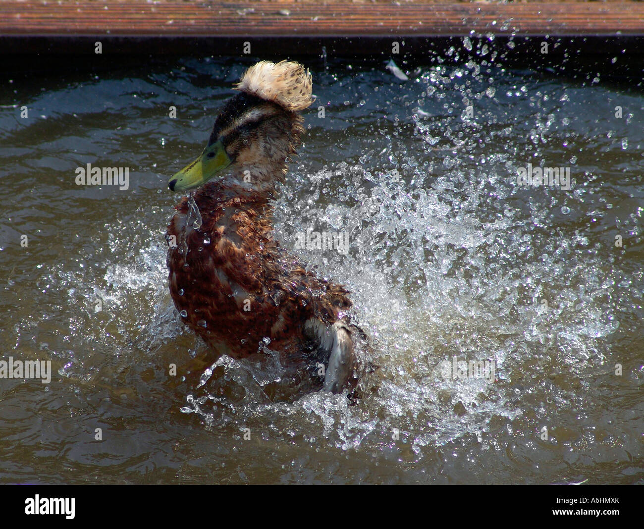 Duck splashing In water Stock Photo - Alamy