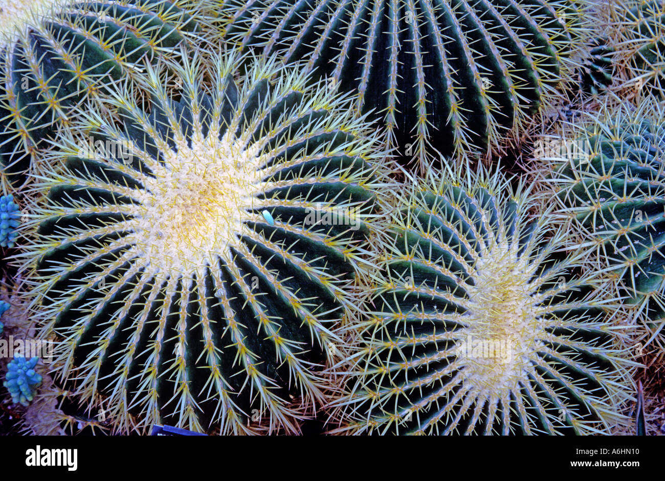 Cacti In London The Capital Of England Stock Photo - Alamy