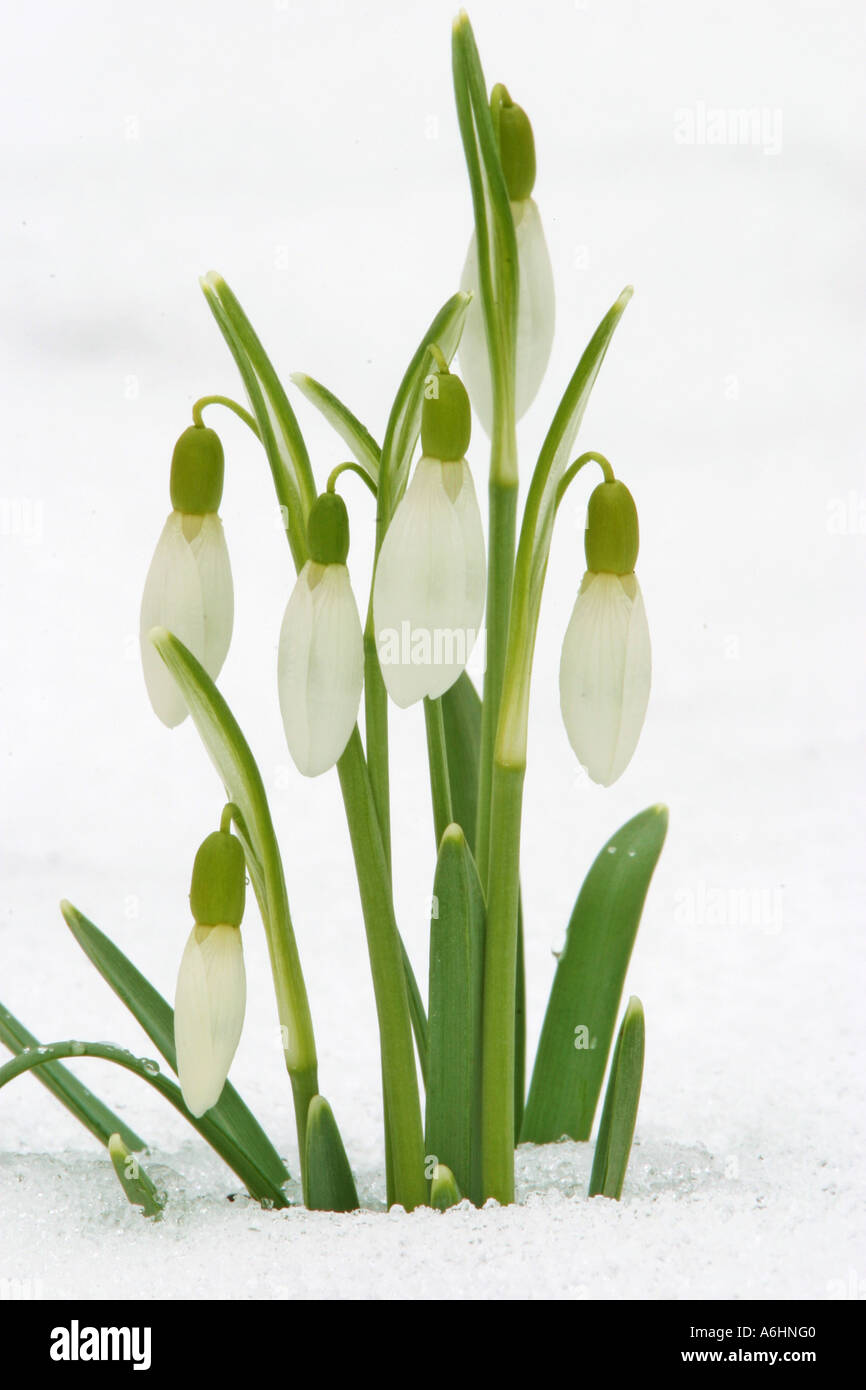 Snowdrop (Galanthus nivalis) in snow Stock Photo - Alamy