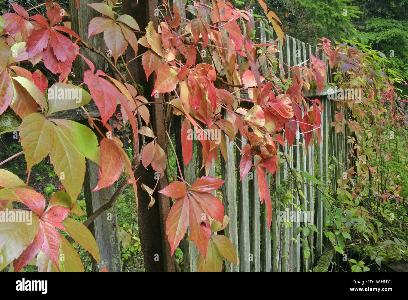 Virginia creeper fence hi-res stock photography and images - Alamy