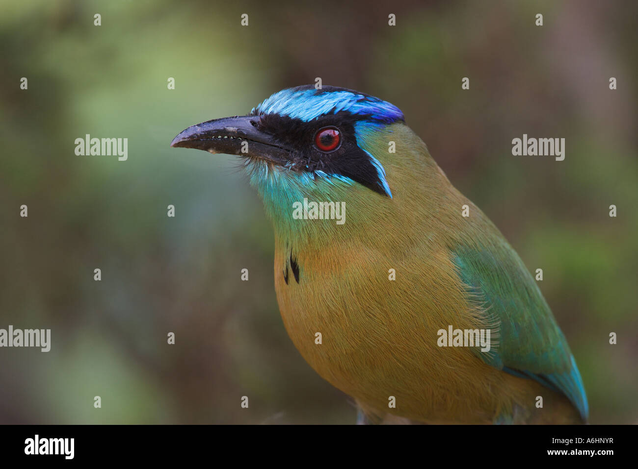 Blue crowned Motmot Momotus momota Stock Photo - Alamy