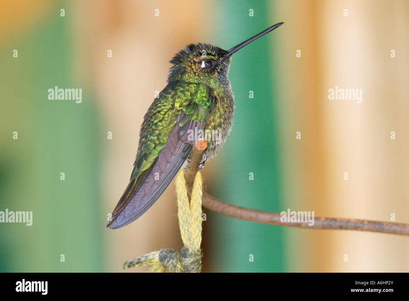 Magnificent Hummingbird Eugenes fulgens male Stock Photo - Alamy