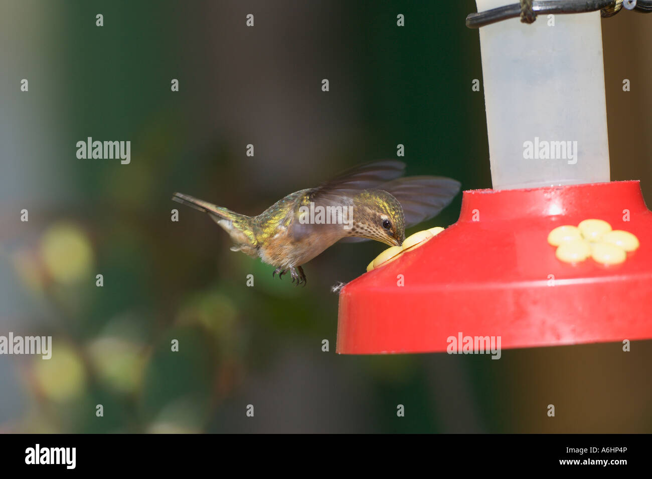 Volcano Hummingbird Selasphorus flammula female feeding at a feeder on ...