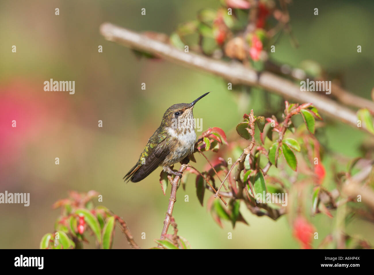 Volcano Hummingbird Selasphorus flammula female Stock Photo - Alamy