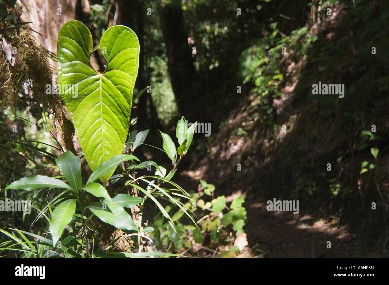 Leaves in the rainforest Costa Rica Stock Photo - Alamy