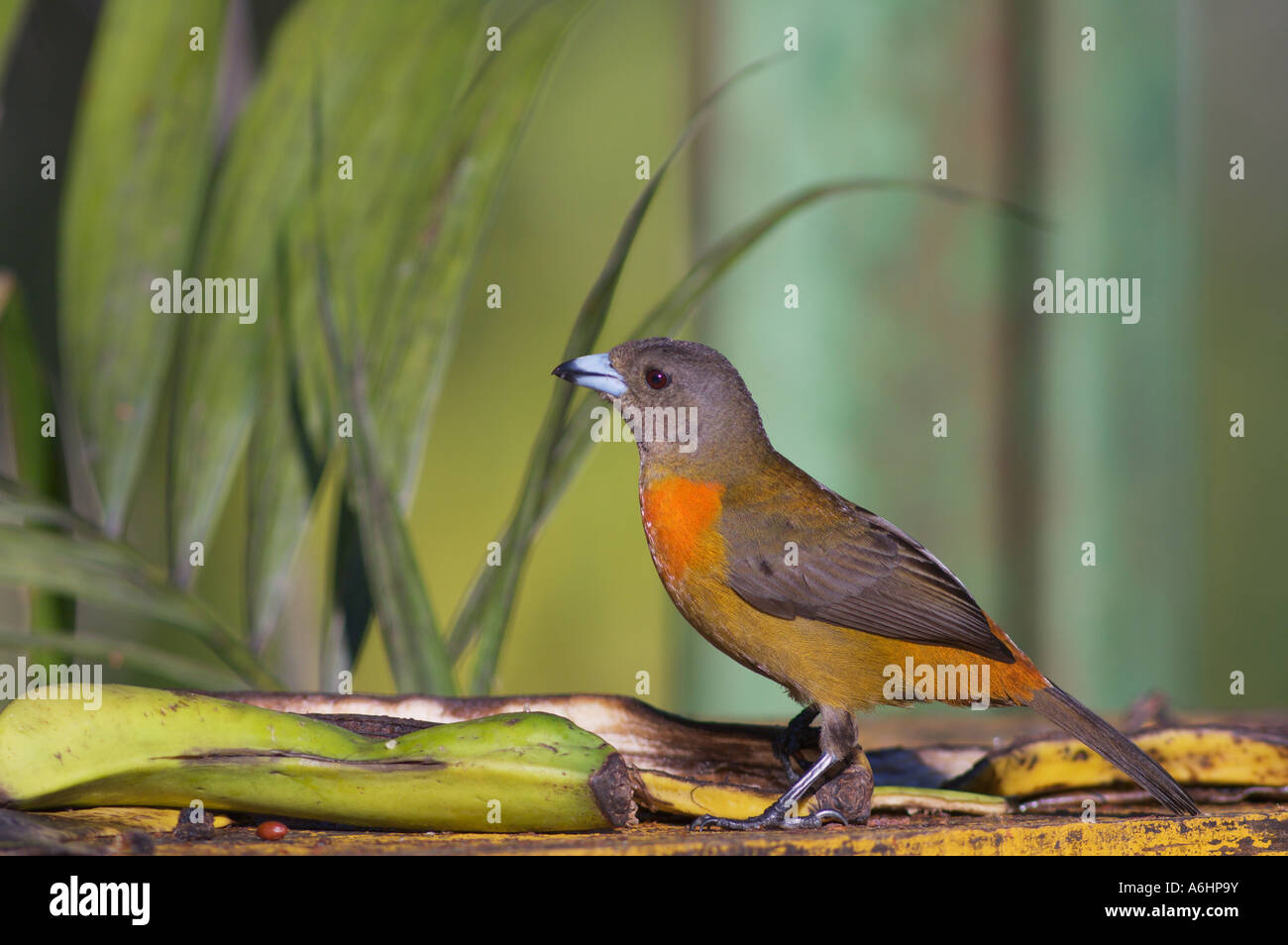 Scarlet rumped tanager female hi-res stock photography and images - Alamy