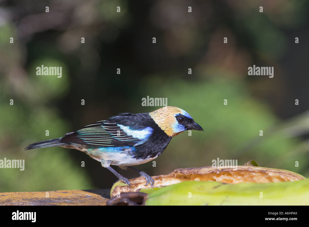 Golden hooded Tanager Tangara larvata Stock Photo - Alamy