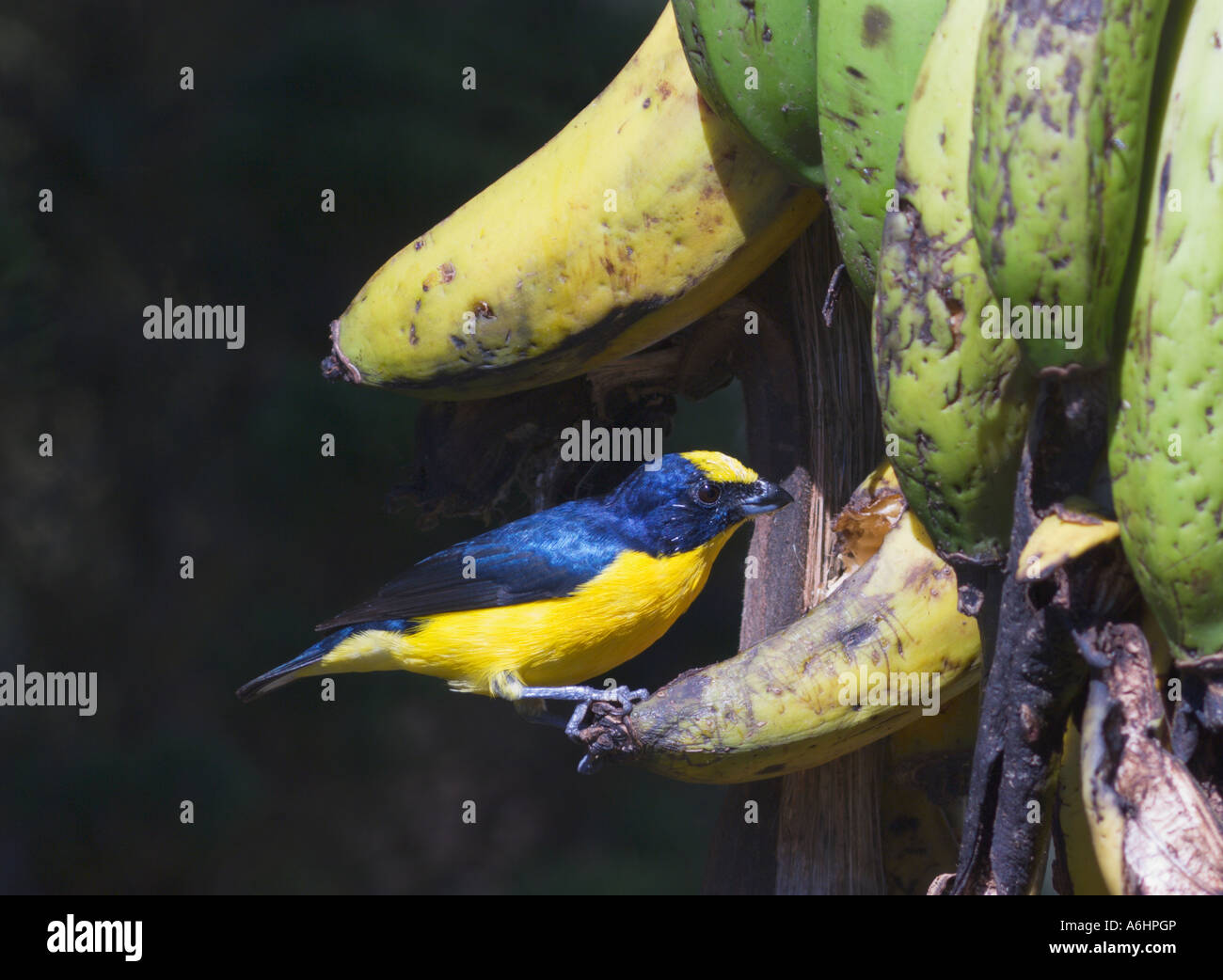 Thick billed Euphonia Euphonia laniirostris Stock Photo - Alamy Thick billed Euphonia Euphonia laniirostris Stock Photo - Alamy