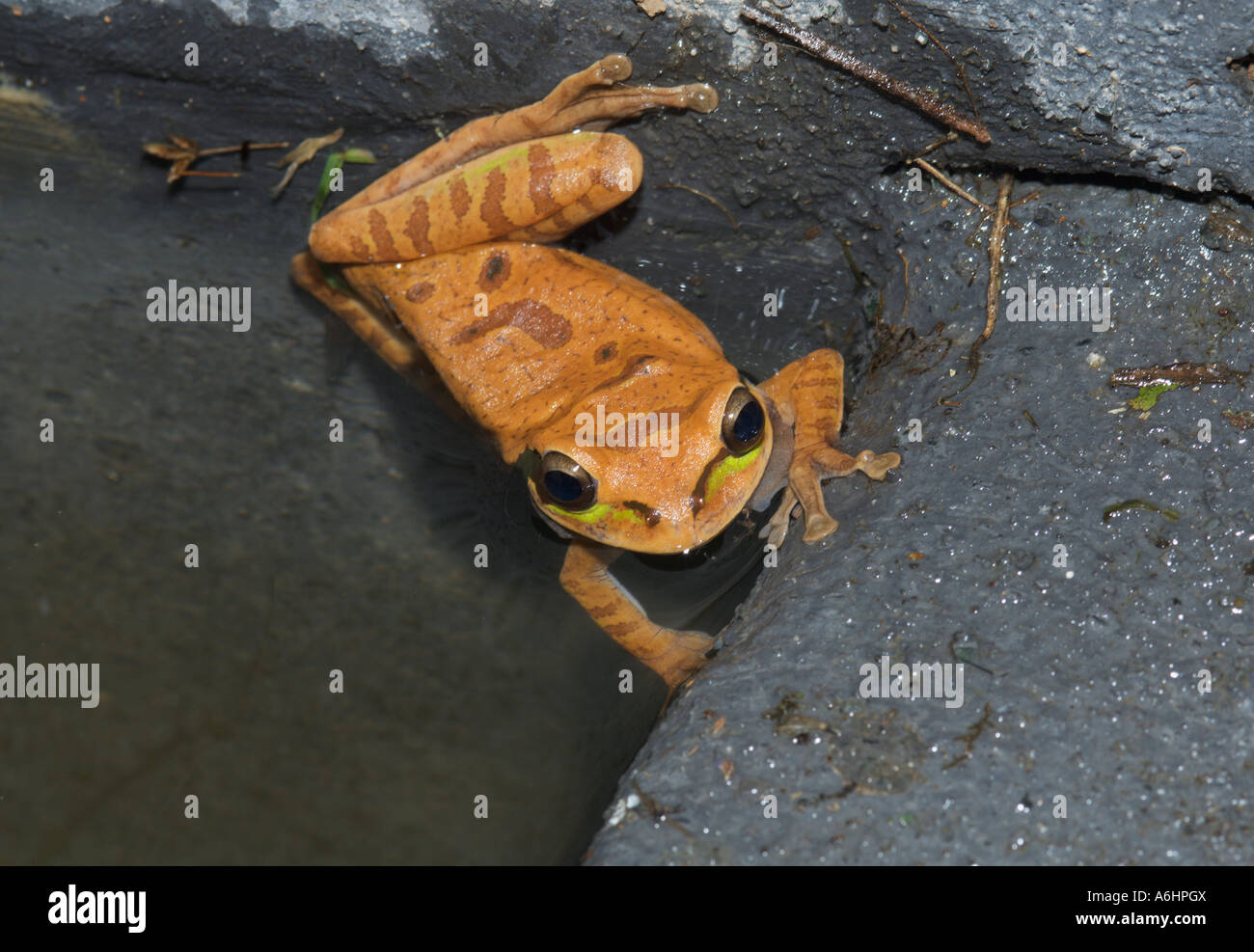 Masked Tree frog Similisca phaeota Stock Photo - Alamy