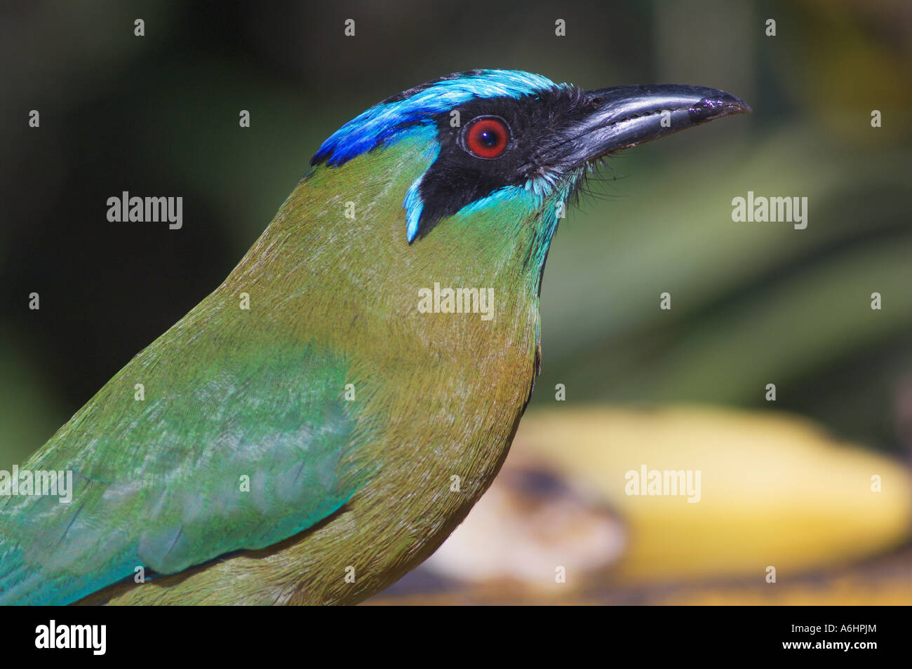 Blue crowned Motmot Momotus momota Stock Photo - Alamy