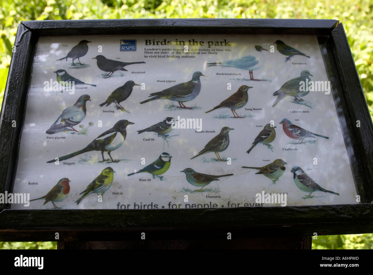 Information panel showing birds in St James s Park London SW1 England ...
