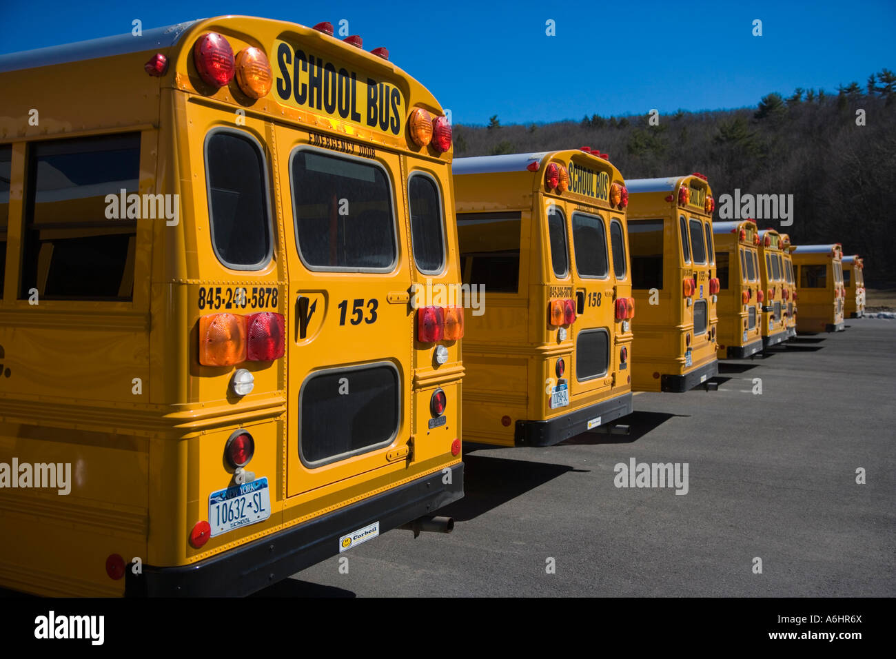 A row of school buses Stock Photo - Alamy
