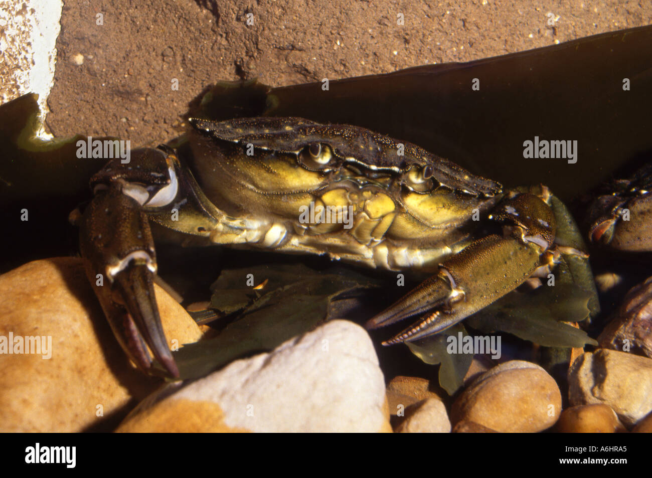Common Shore crab in tank at Sealife Center Carcinus maenas Stock Photo ...