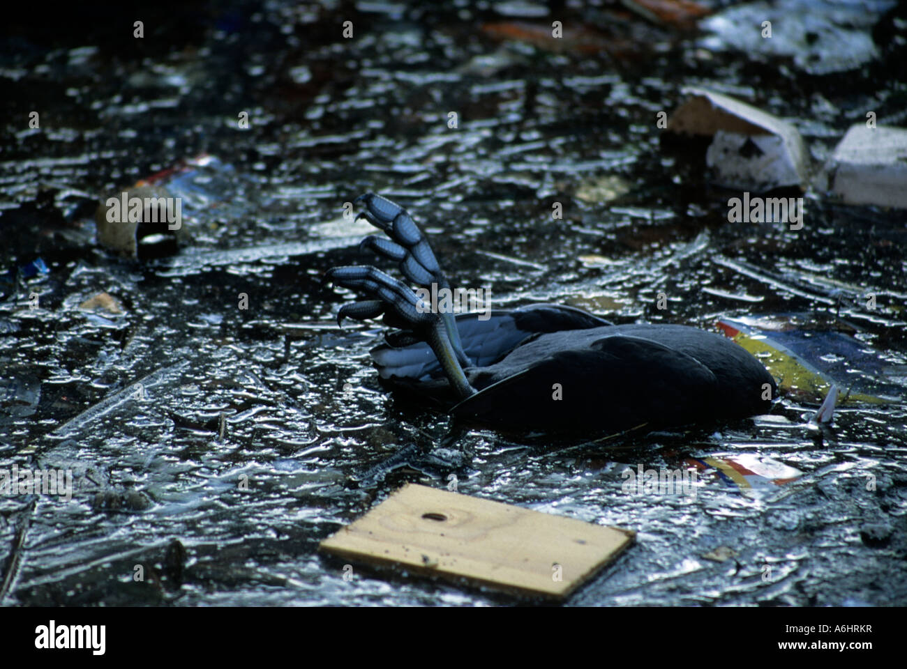 Dead coot surrounded by rubbish in city canal Stock Photo - Alamy