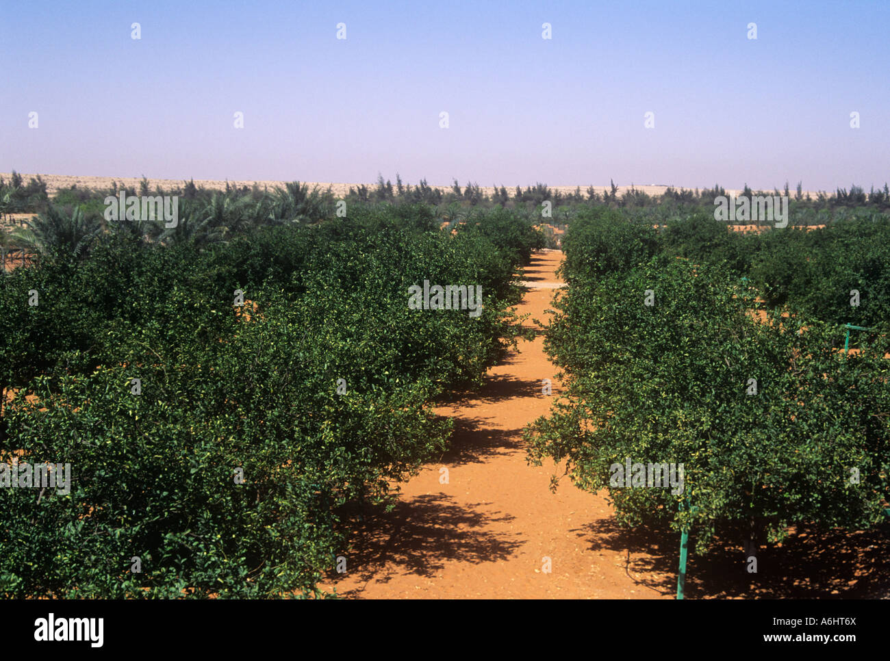 Millions of trees planted by the late Sheikh Zayed in Abu Dhabi, taken ...