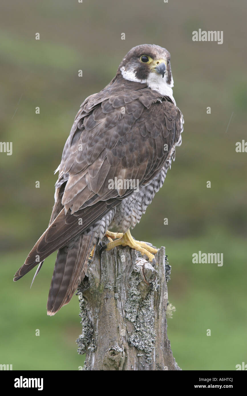 PEREGRINE FALCON (FALCO PEREGRINUS Stock Photo - Alamy