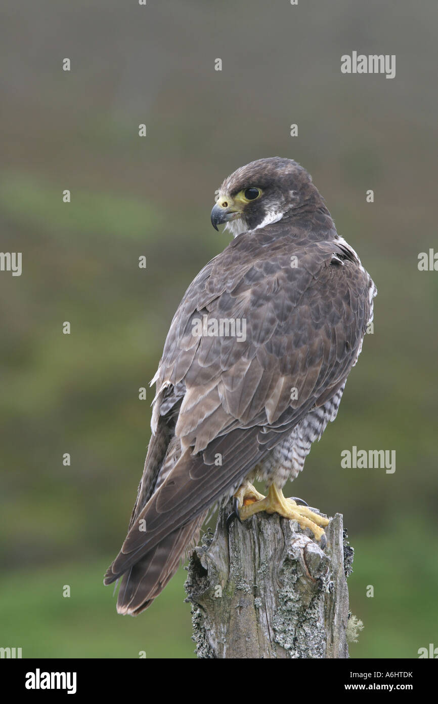 PEREGRINE FALCON (FALCO PEREGRINUS Stock Photo - Alamy